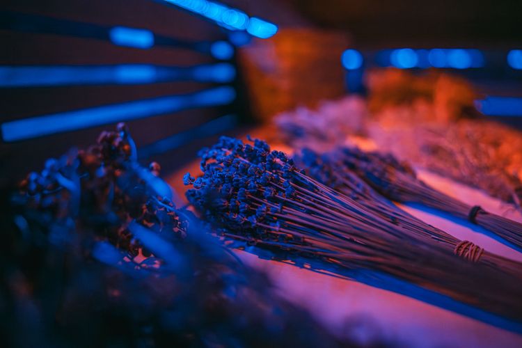 Zážitkové saunování v Hradci Králové | SALORI